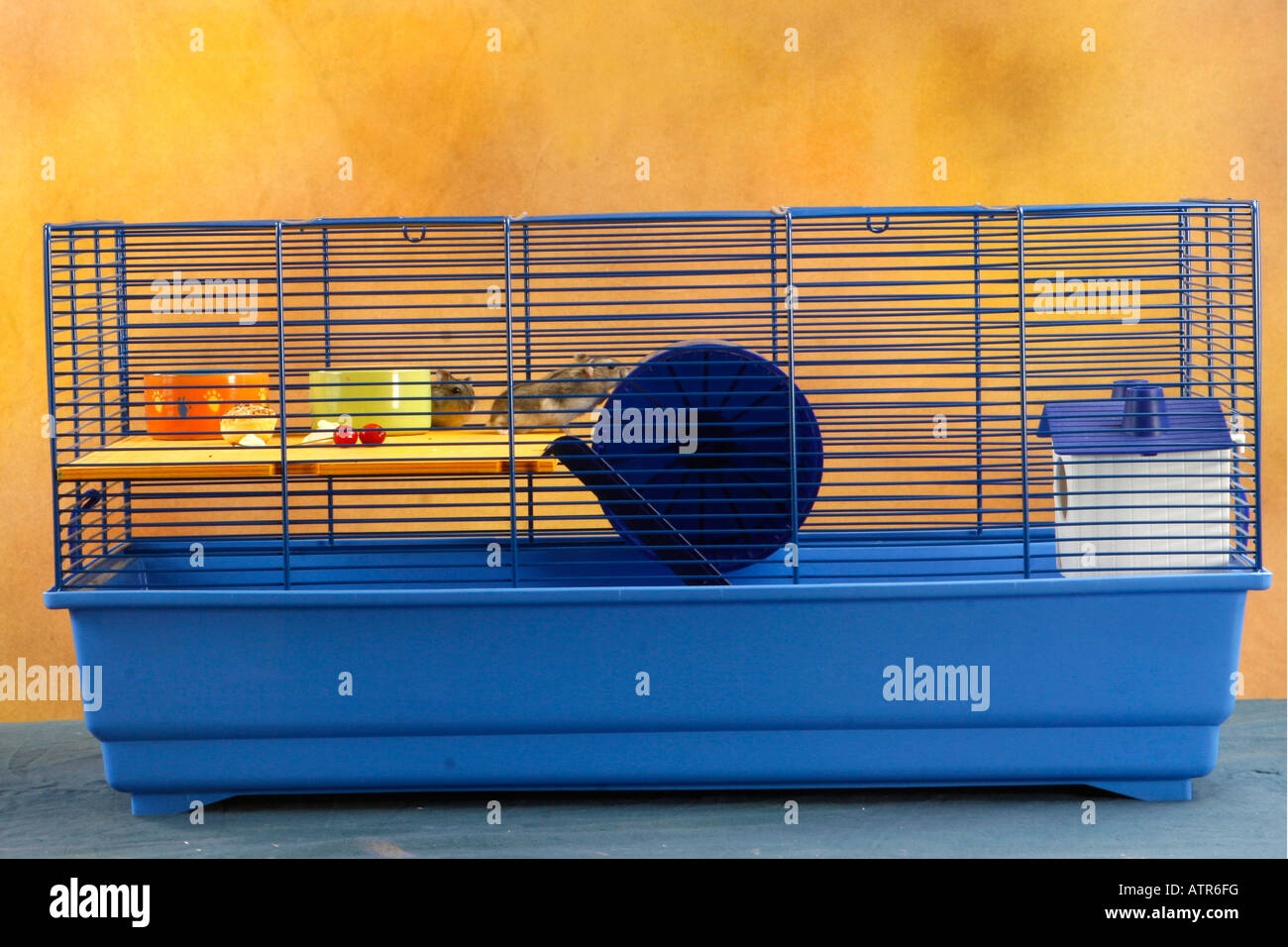 Russian dwarf hamsters hi-res stock photography and images - Alamy