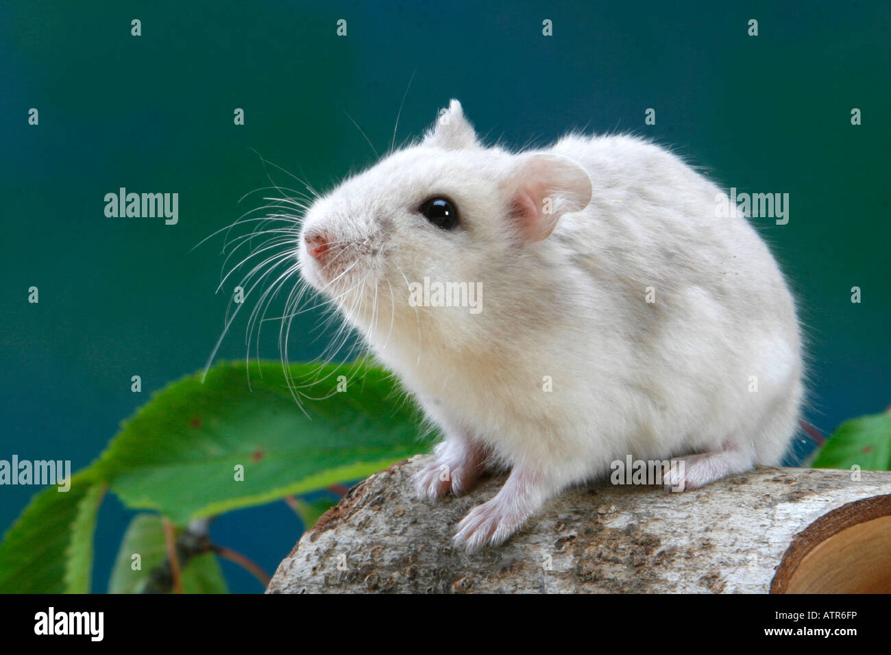 Phodopus roborovski hi-res stock photography and images - Alamy
