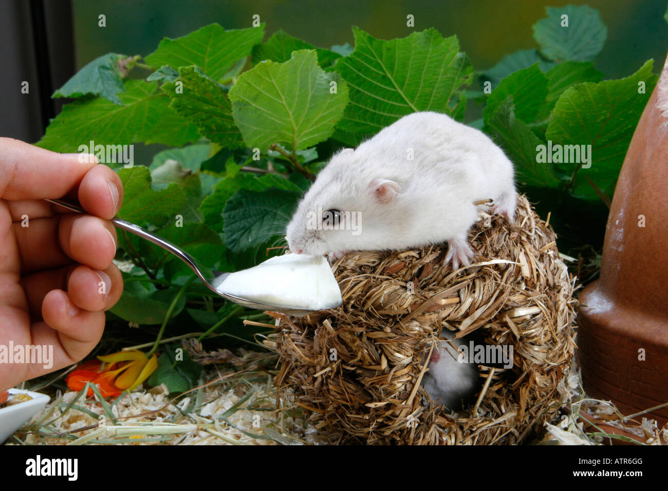 Roborovski hamster phodopus roborovskii hi-res stock photography and ...