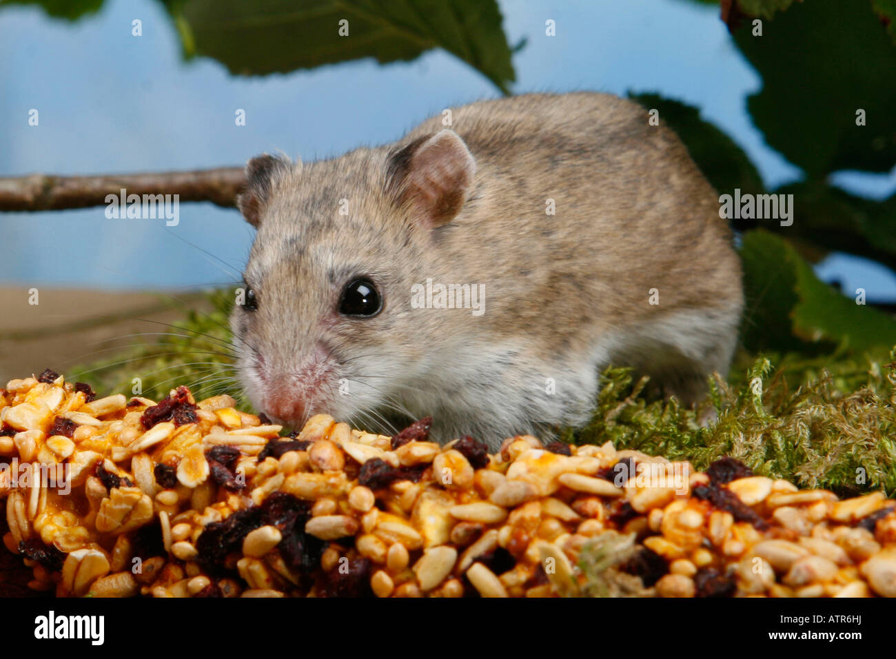 Chinese hamster hi-res stock photography and images - Alamy