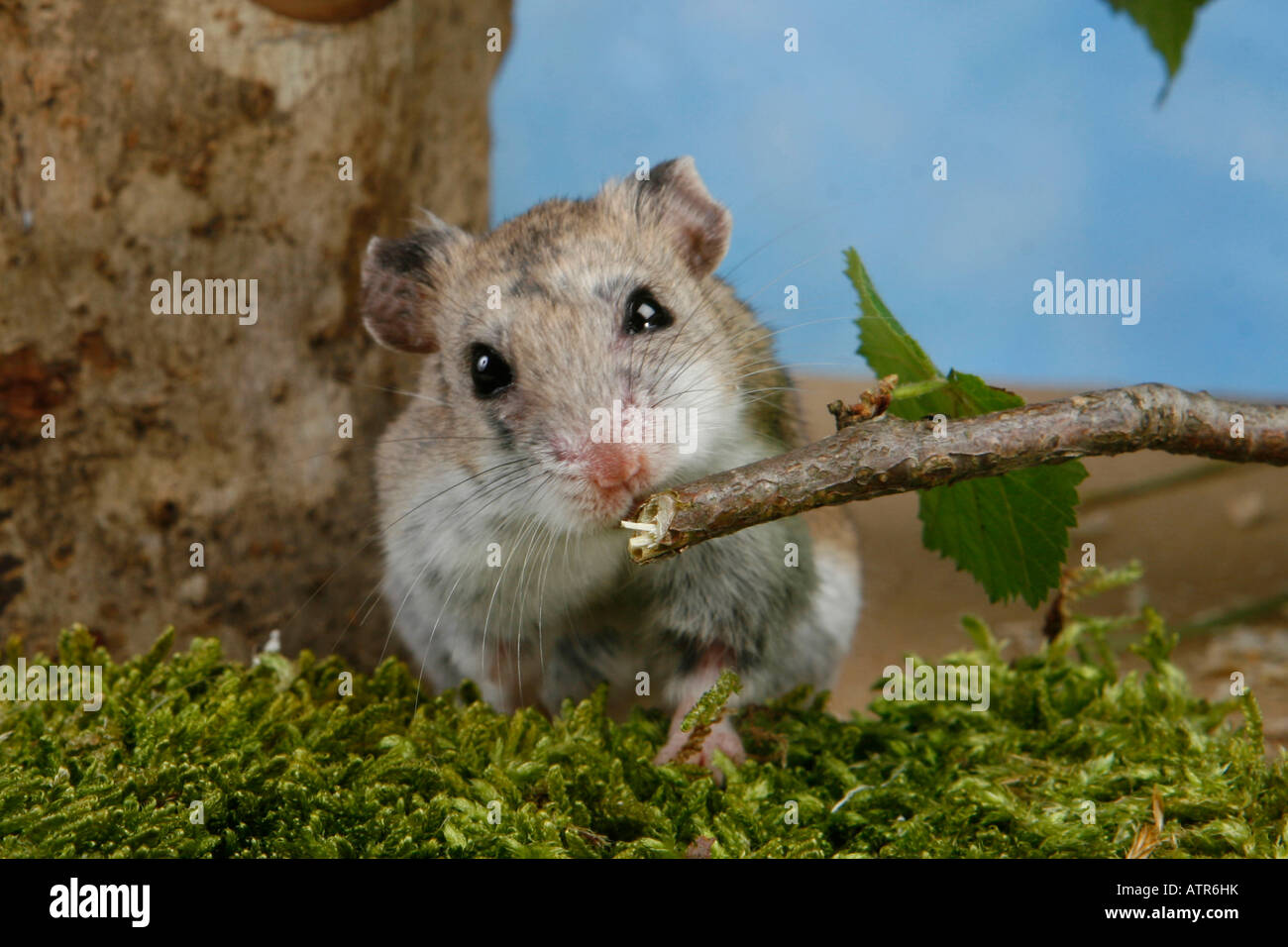 Cricetulus barabensis hi-res stock photography and images - Alamy