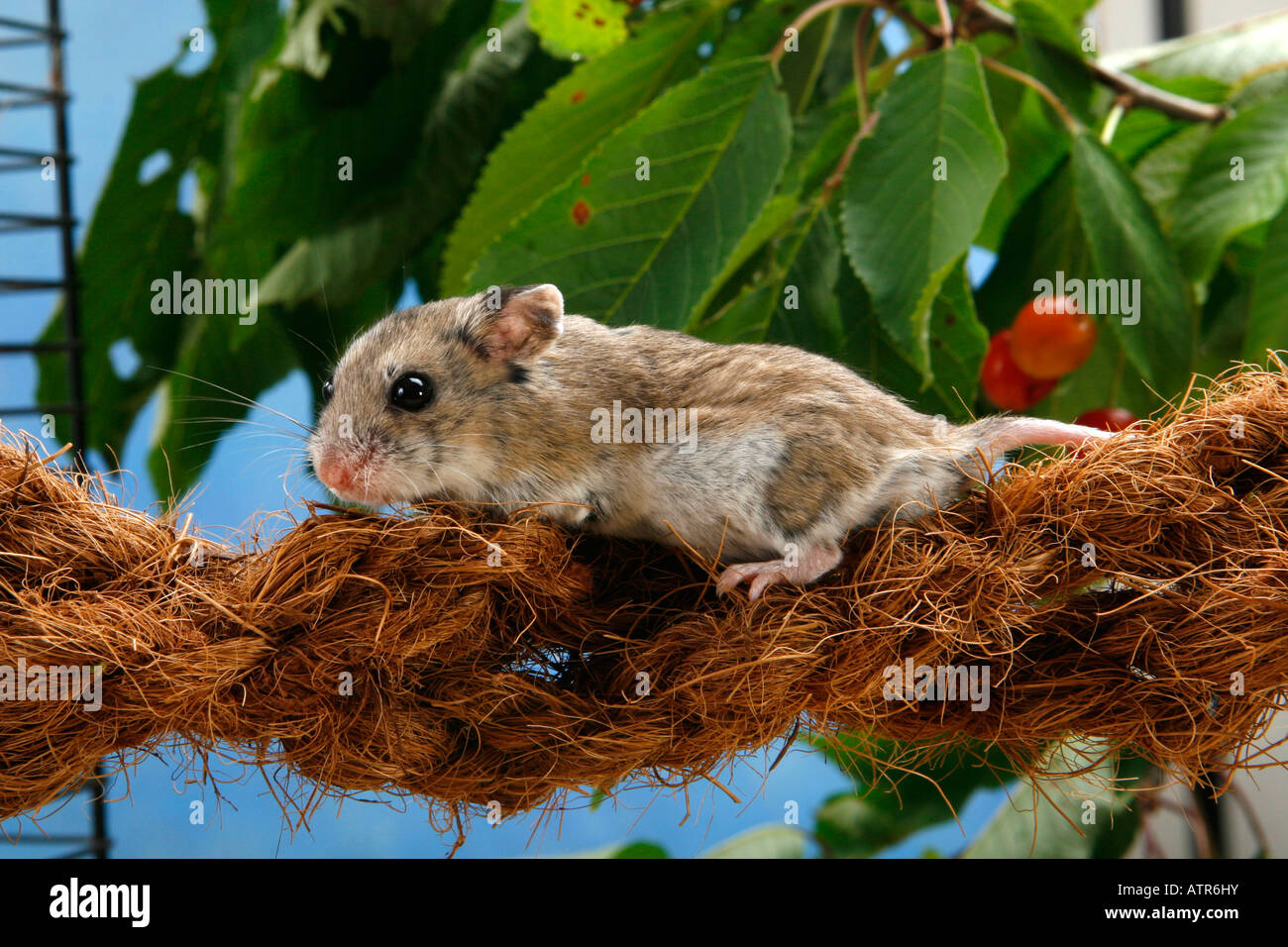 Hamster chinese cricetulus barabensis hi-res stock photography and ...