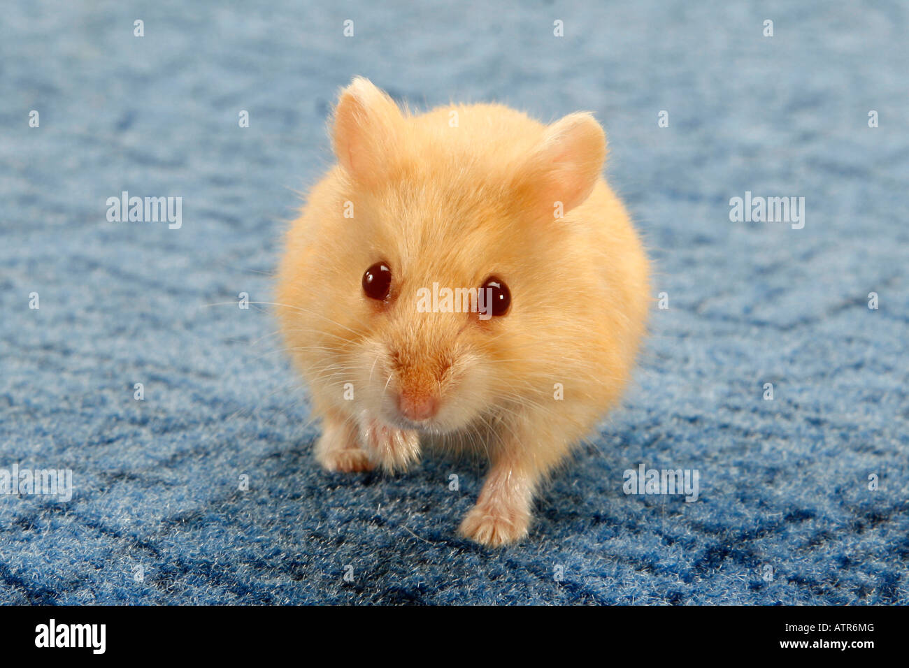 Campbell's Dwarf Hamster Stock Photo - Alamy