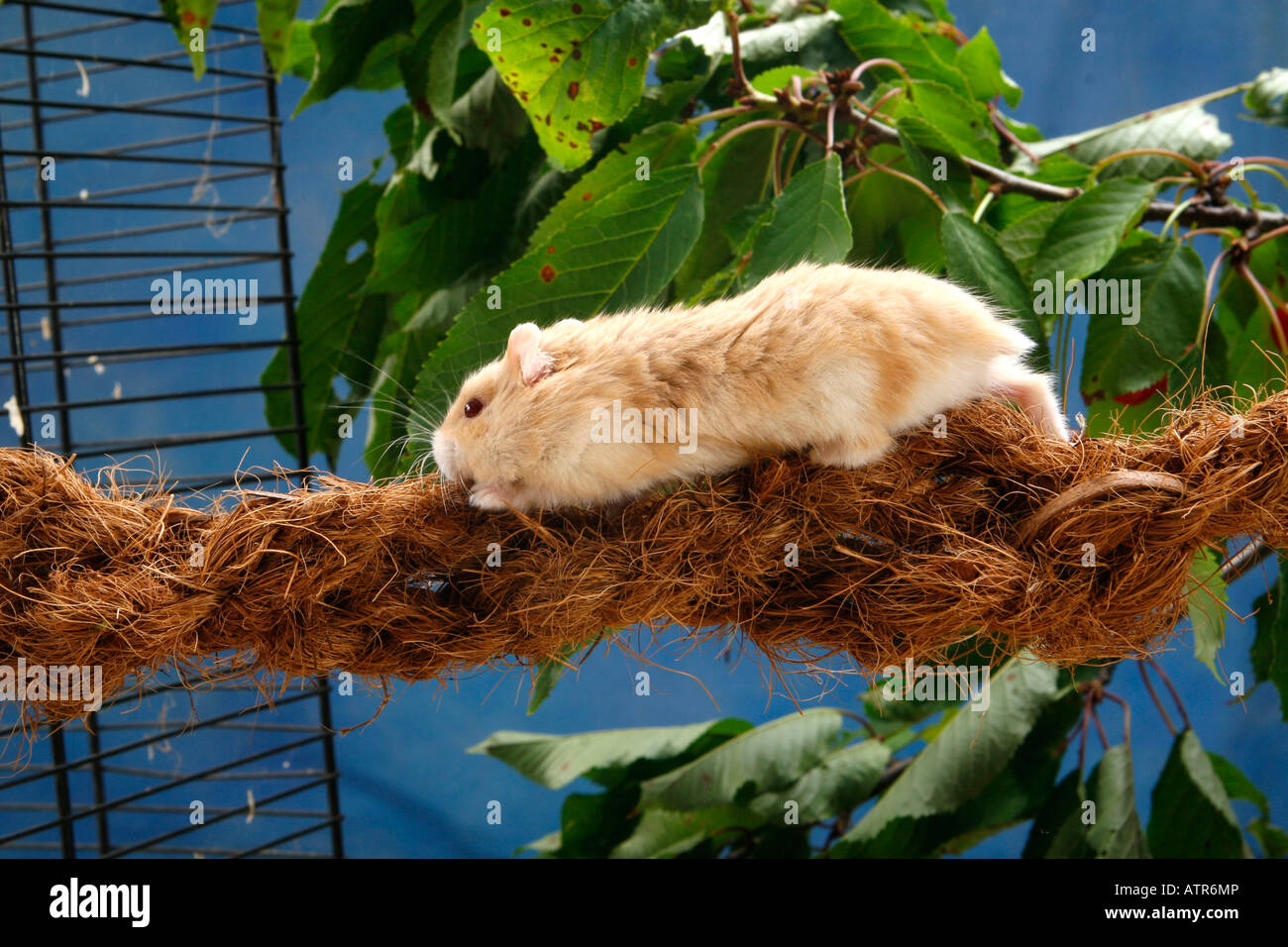 Campbell's Dwarf Hamster Stock Photo - Alamy
