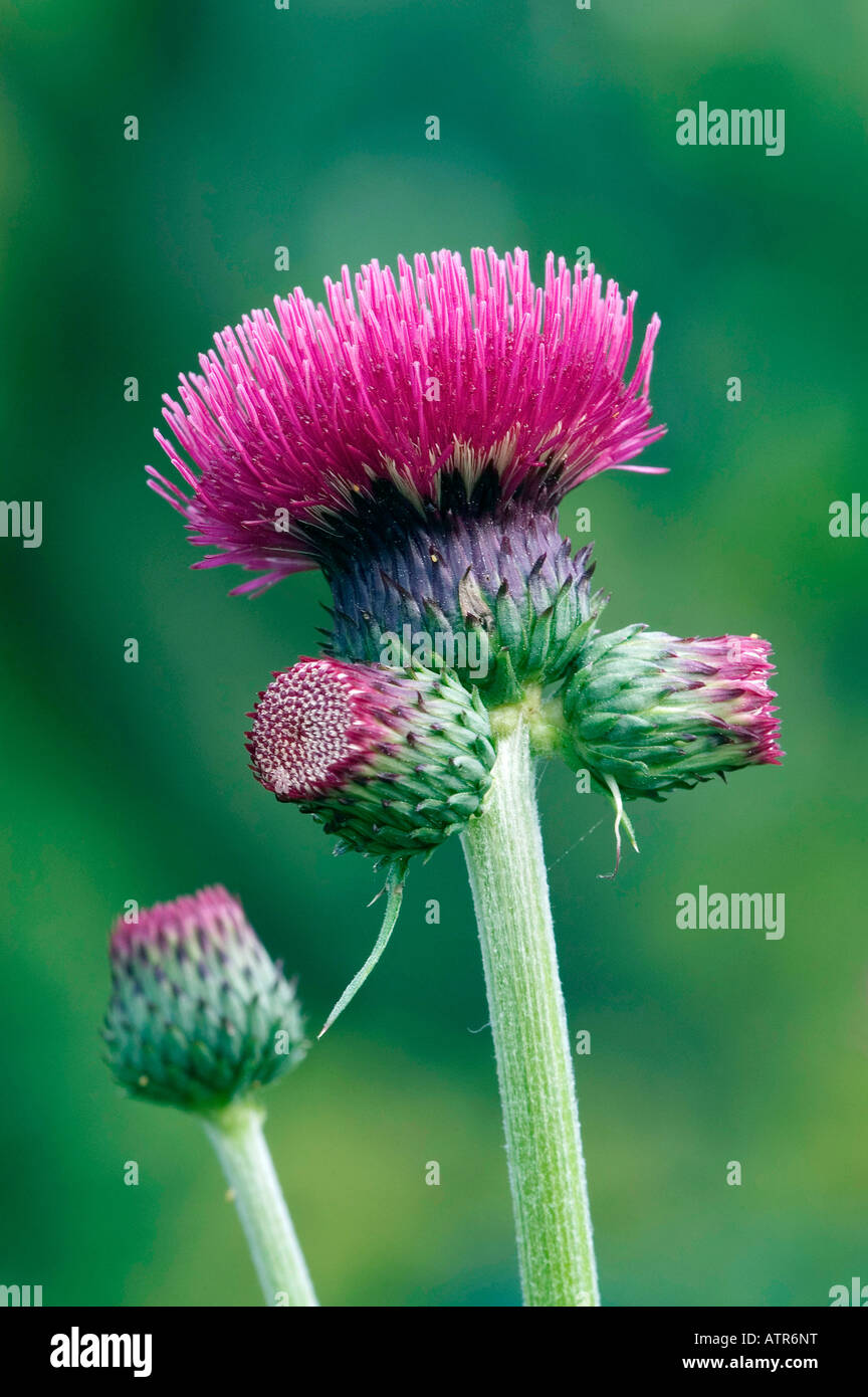 Brook blossoms hi-res stock photography and images - Alamy