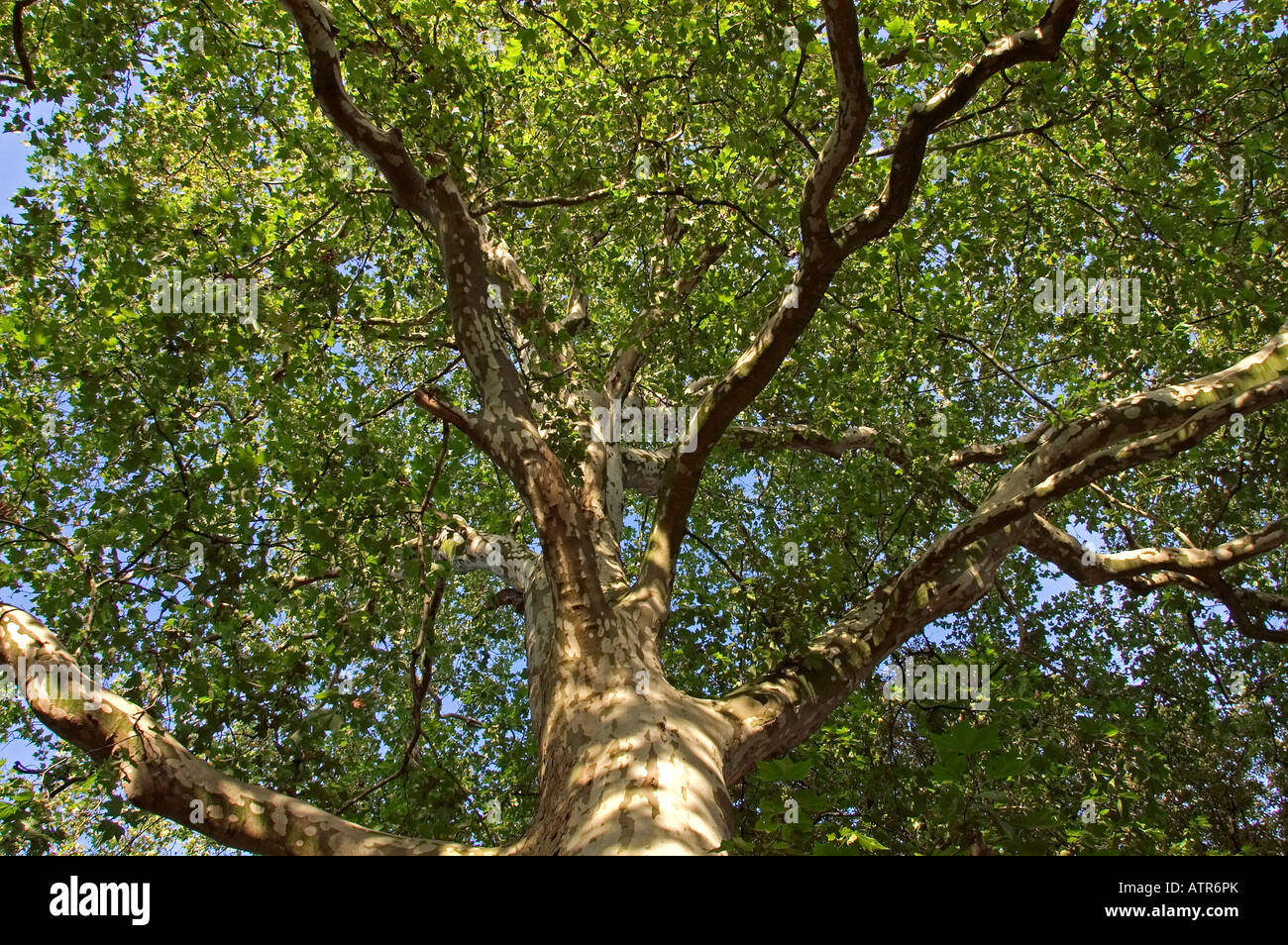 London Plane Tree Stock Photo - Alamy