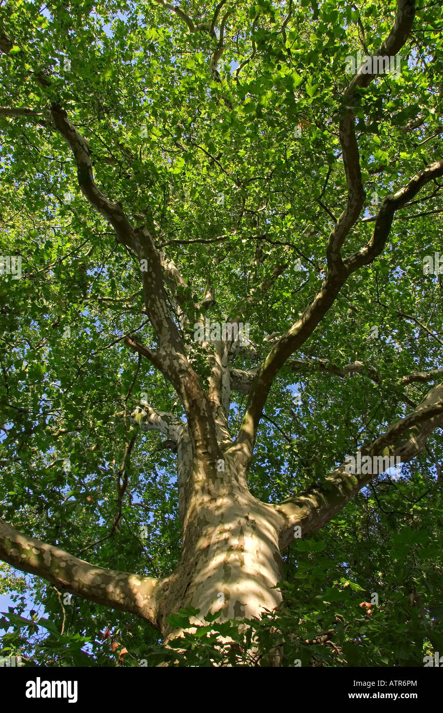 London Plane Tree Stock Photo - Alamy