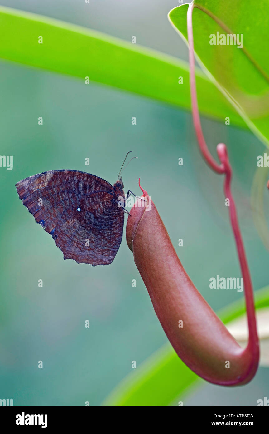 Palmfly hi-res stock photography and images - Alamy