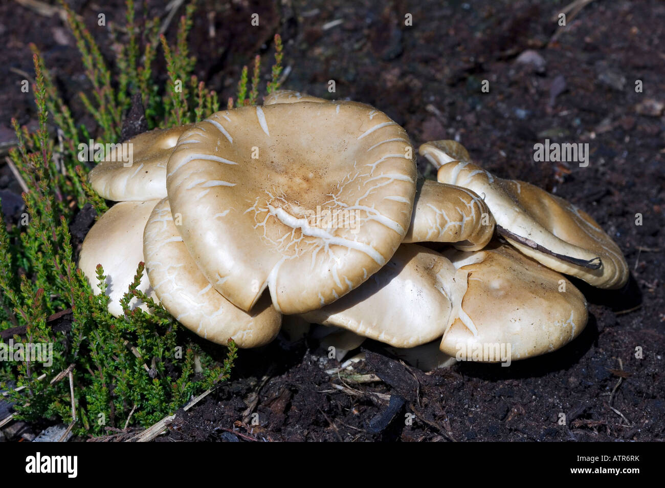 Melanoleuca cognata hi-res stock photography and images - Alamy