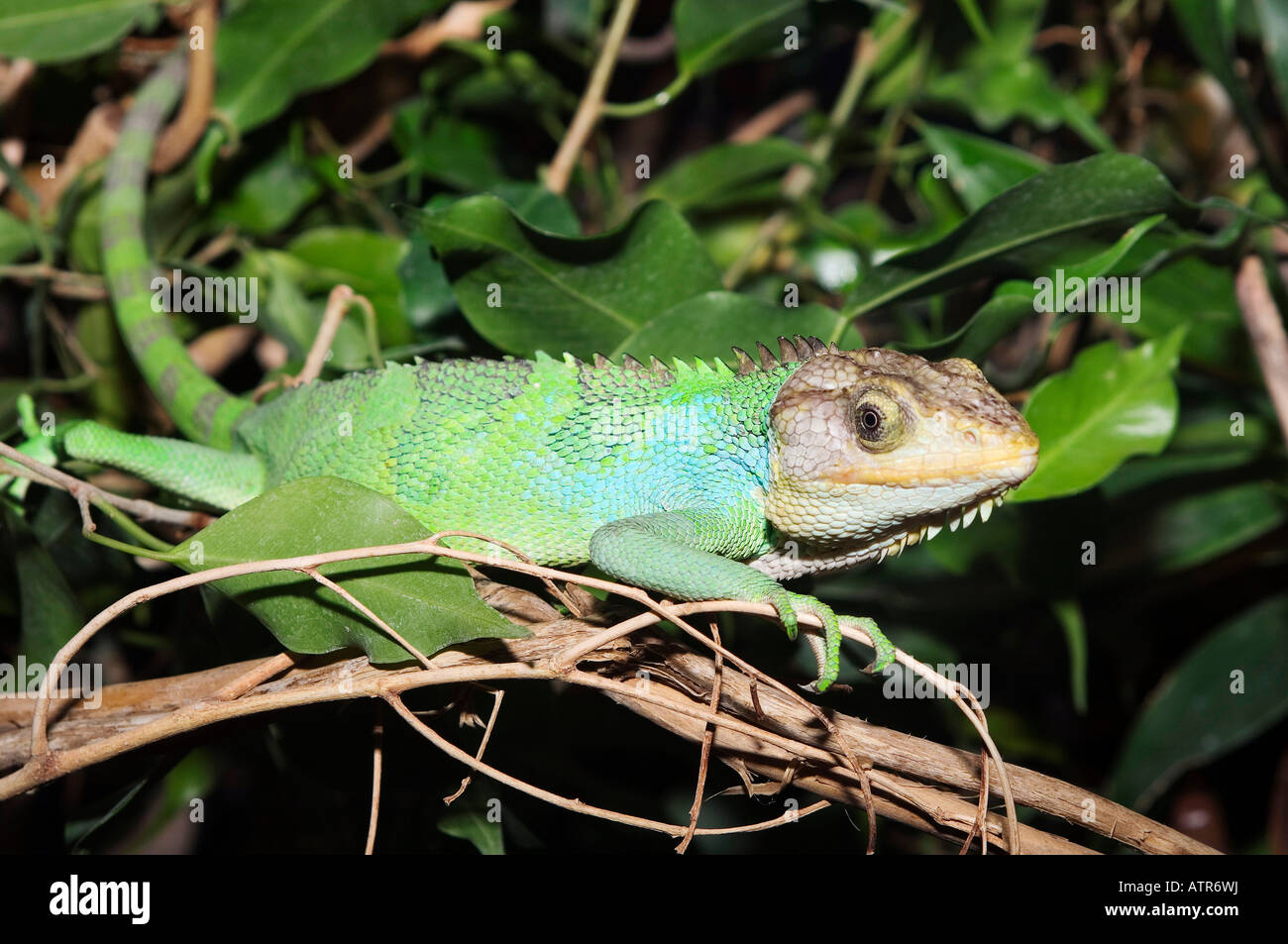 Peruvian Monkey Lizard Stock Photo - Alamy