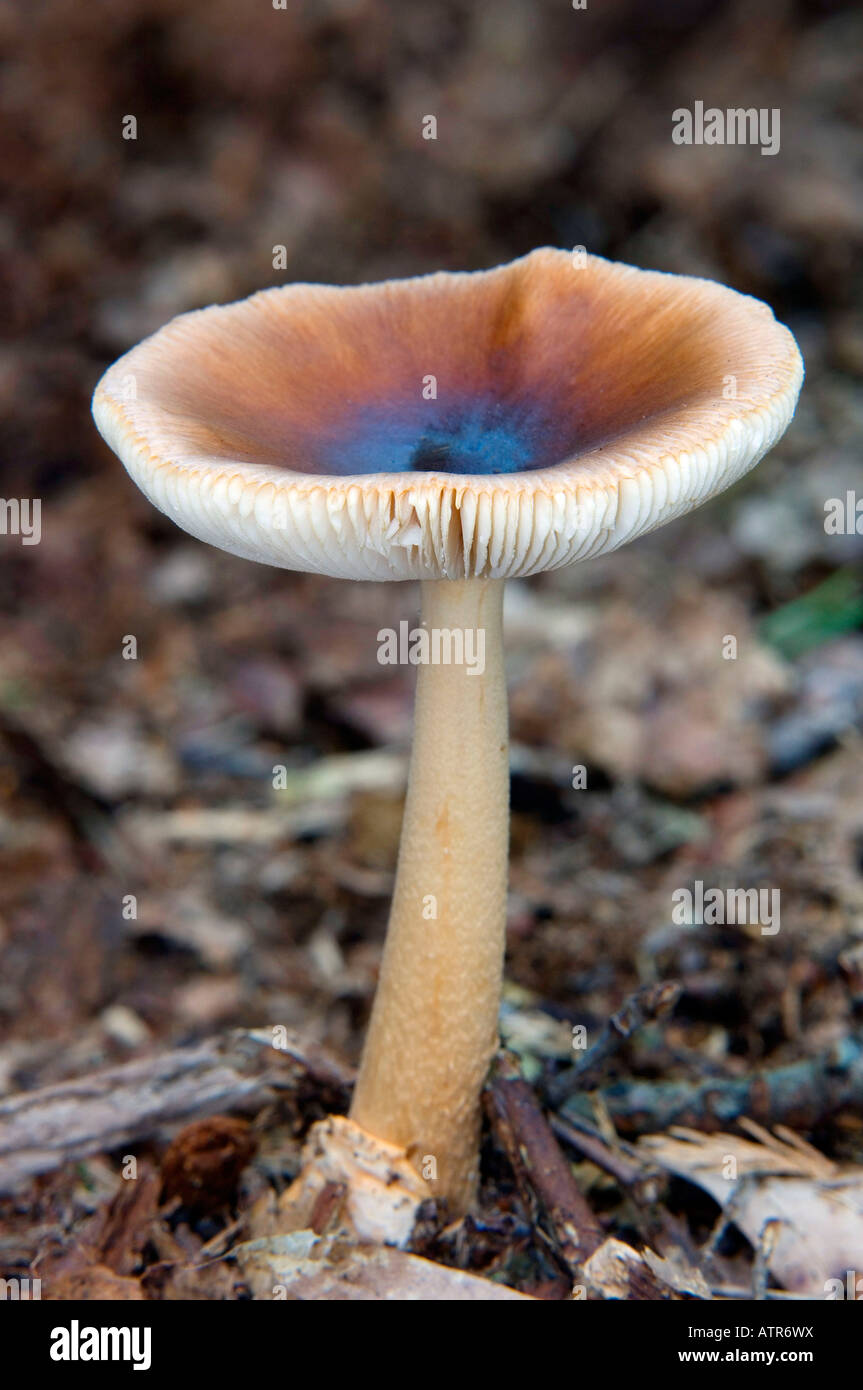 Orange grisette amanita crocea hi-res stock photography and images - Alamy