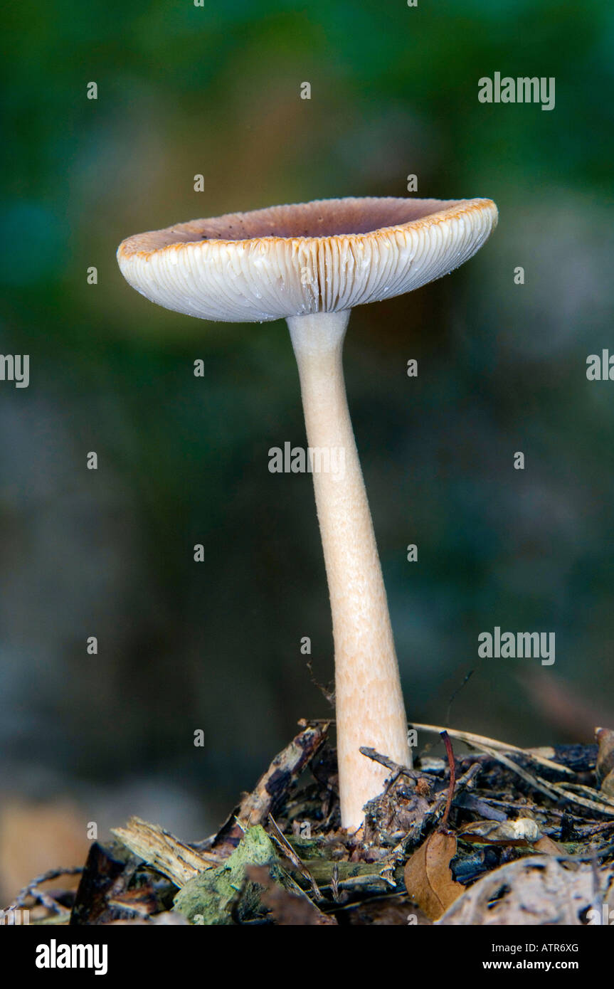 Orange grisette amanita crocea hi-res stock photography and images - Alamy