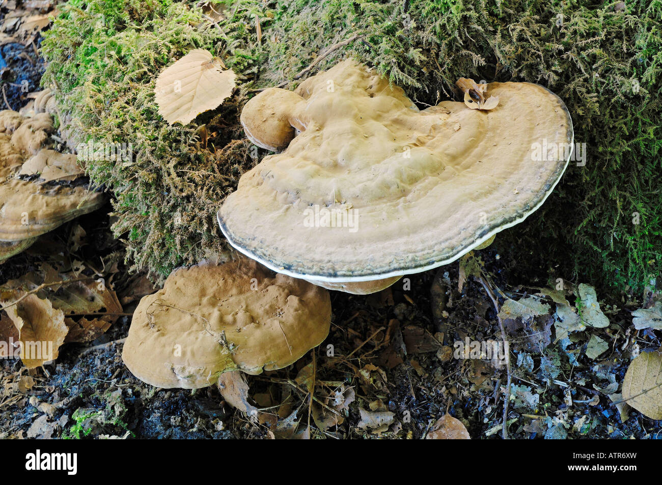 Artists bracket artists hi-res stock photography and images - Alamy