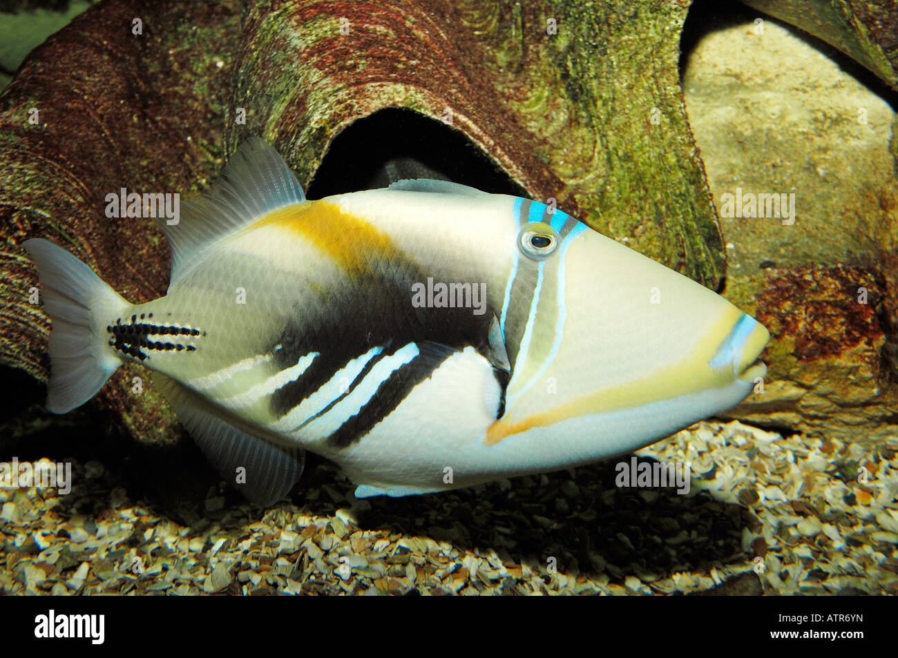 Saltwater fish picasso triggerfish hi-res stock photography and images ...