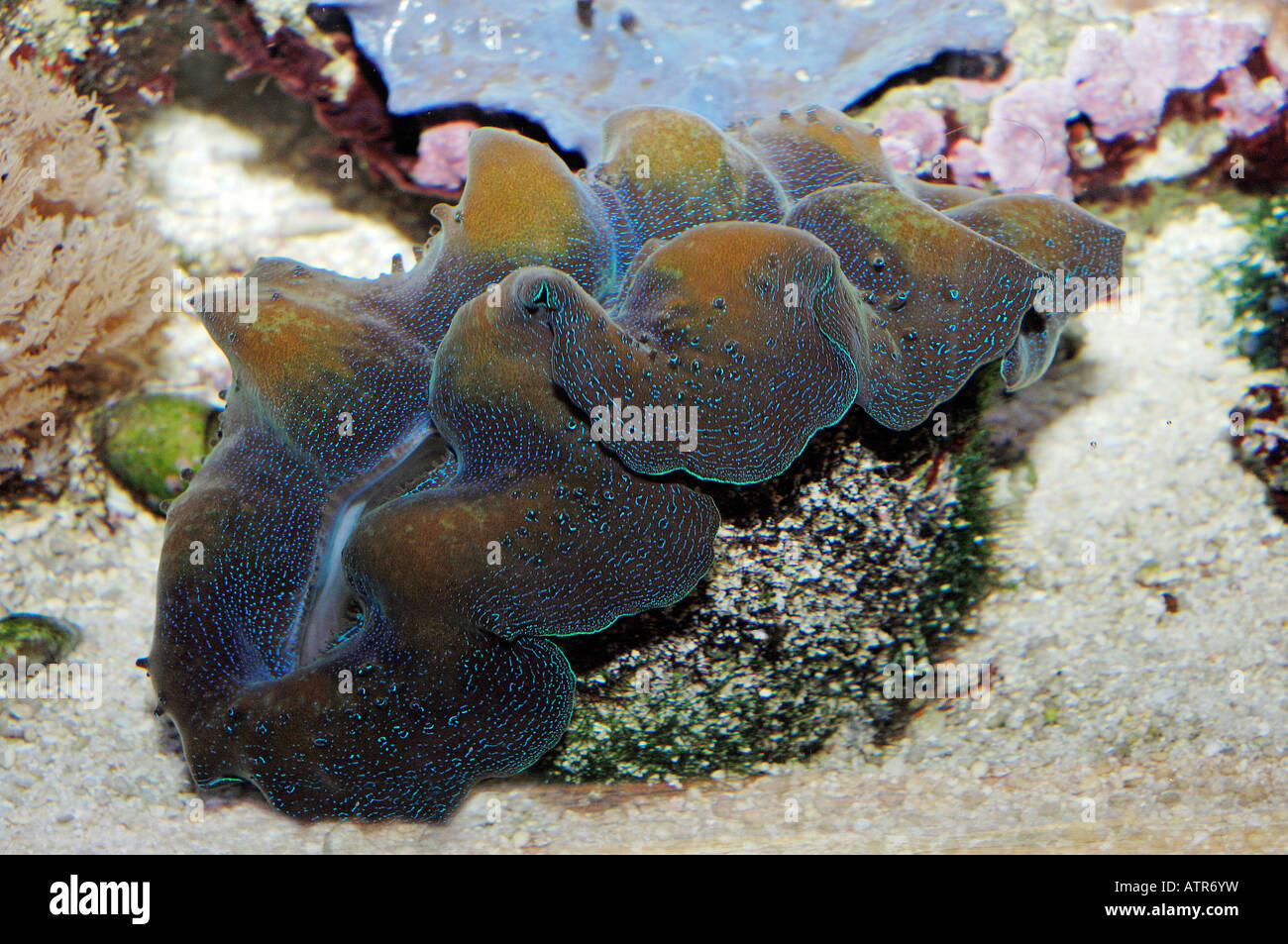 Crocea giant clam hi-res stock photography and images - Alamy