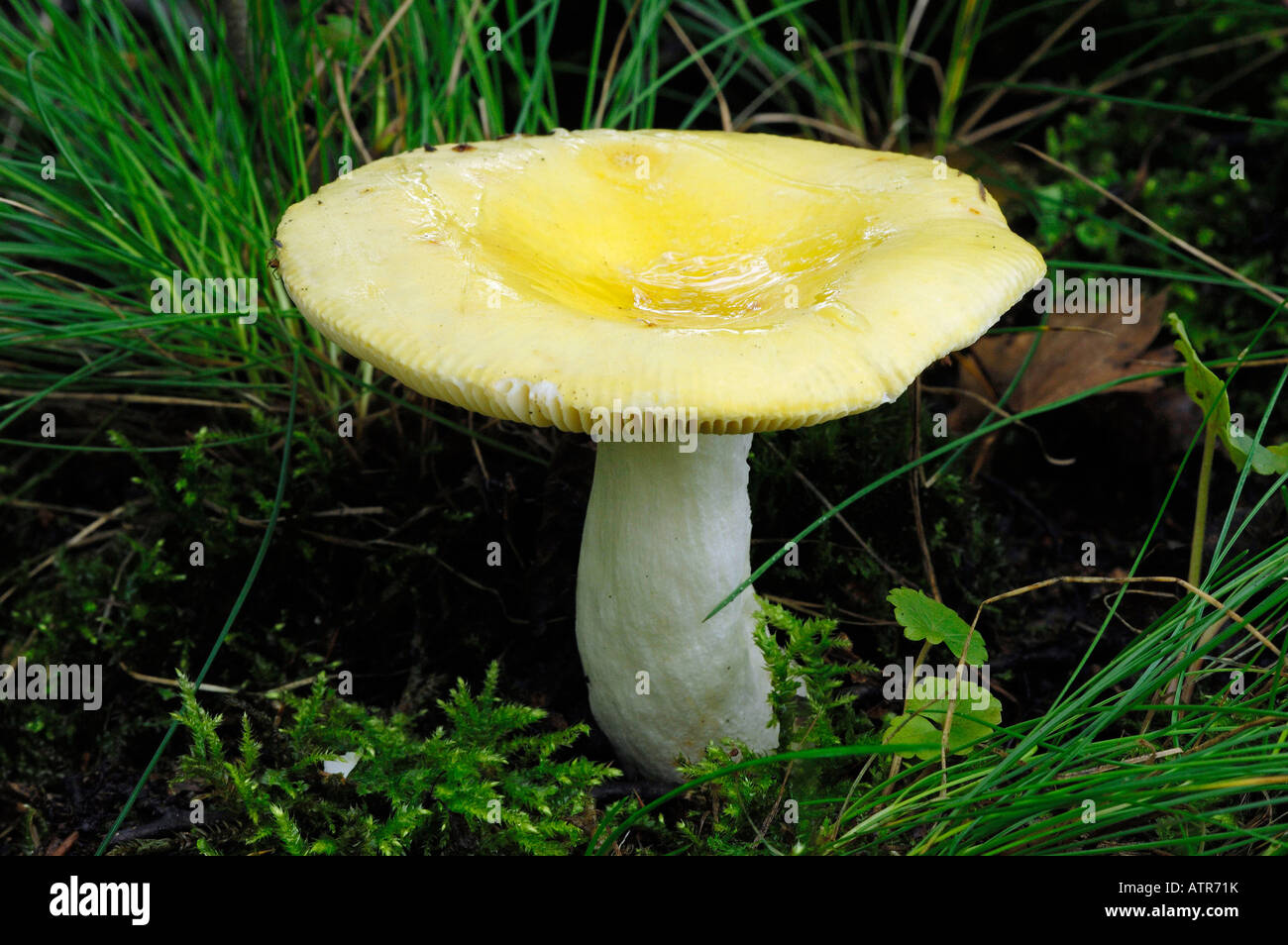 Common Yellow Russula Stock Photo - Alamy