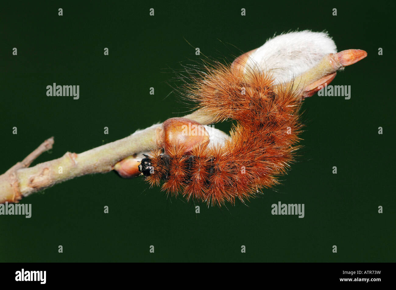 Ruby Tiger Moth Stock Photo - Alamy
