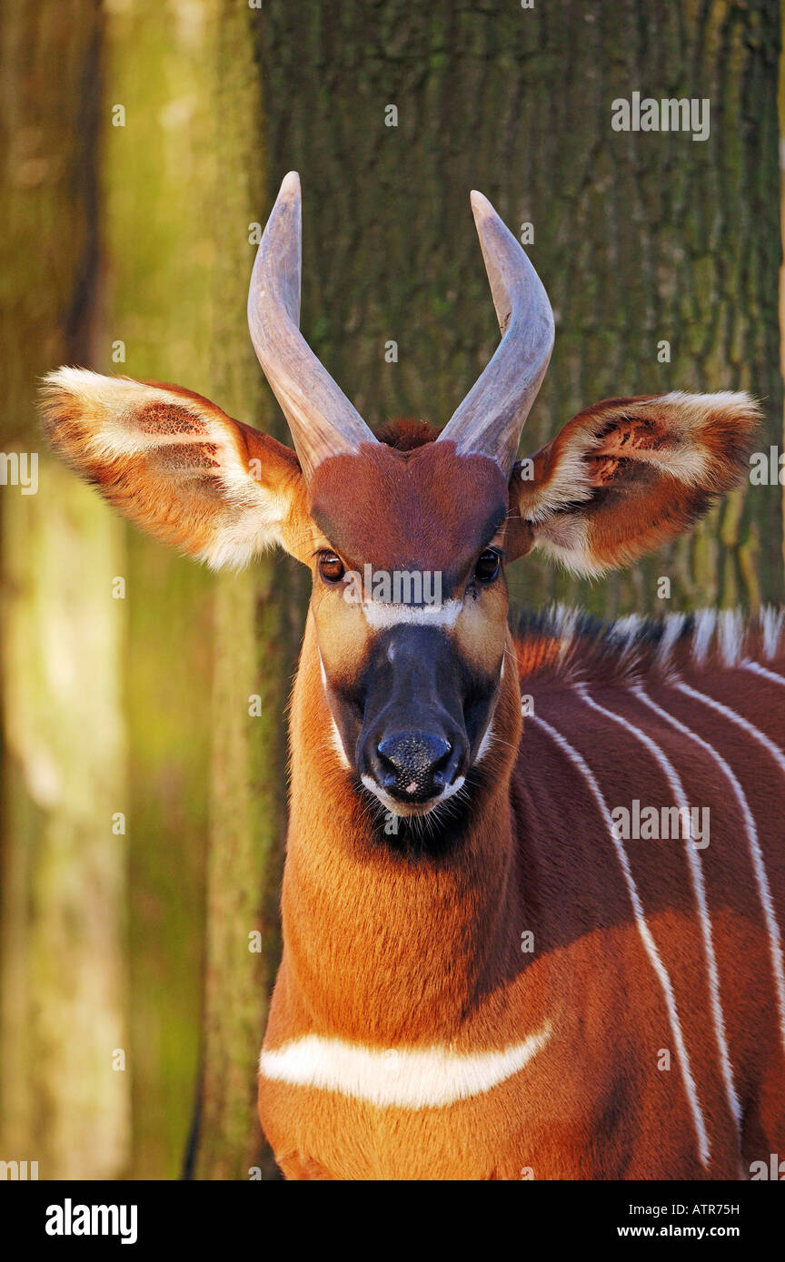 Bongo eye hi-res stock photography and images - Alamy