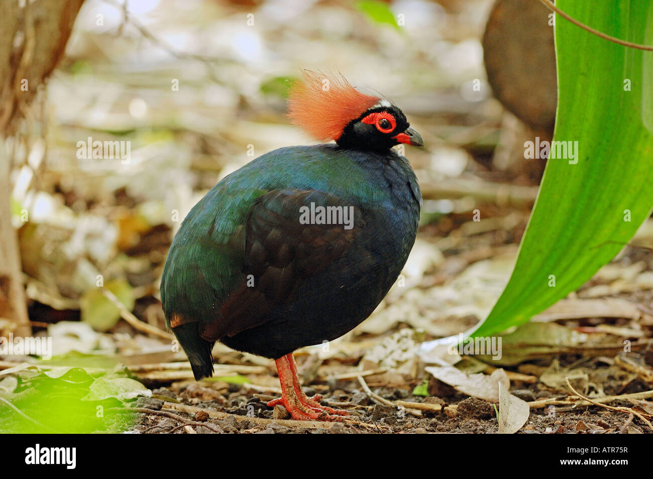 Crested wood partridge hi-res stock photography and images - Alamy