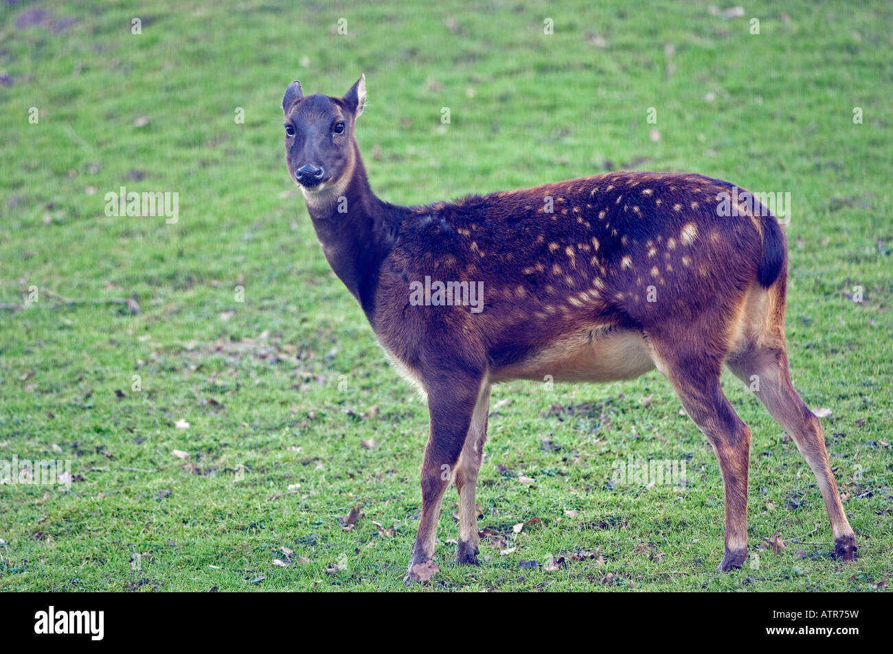 Philippine deer hi-res stock photography and images - Alamy