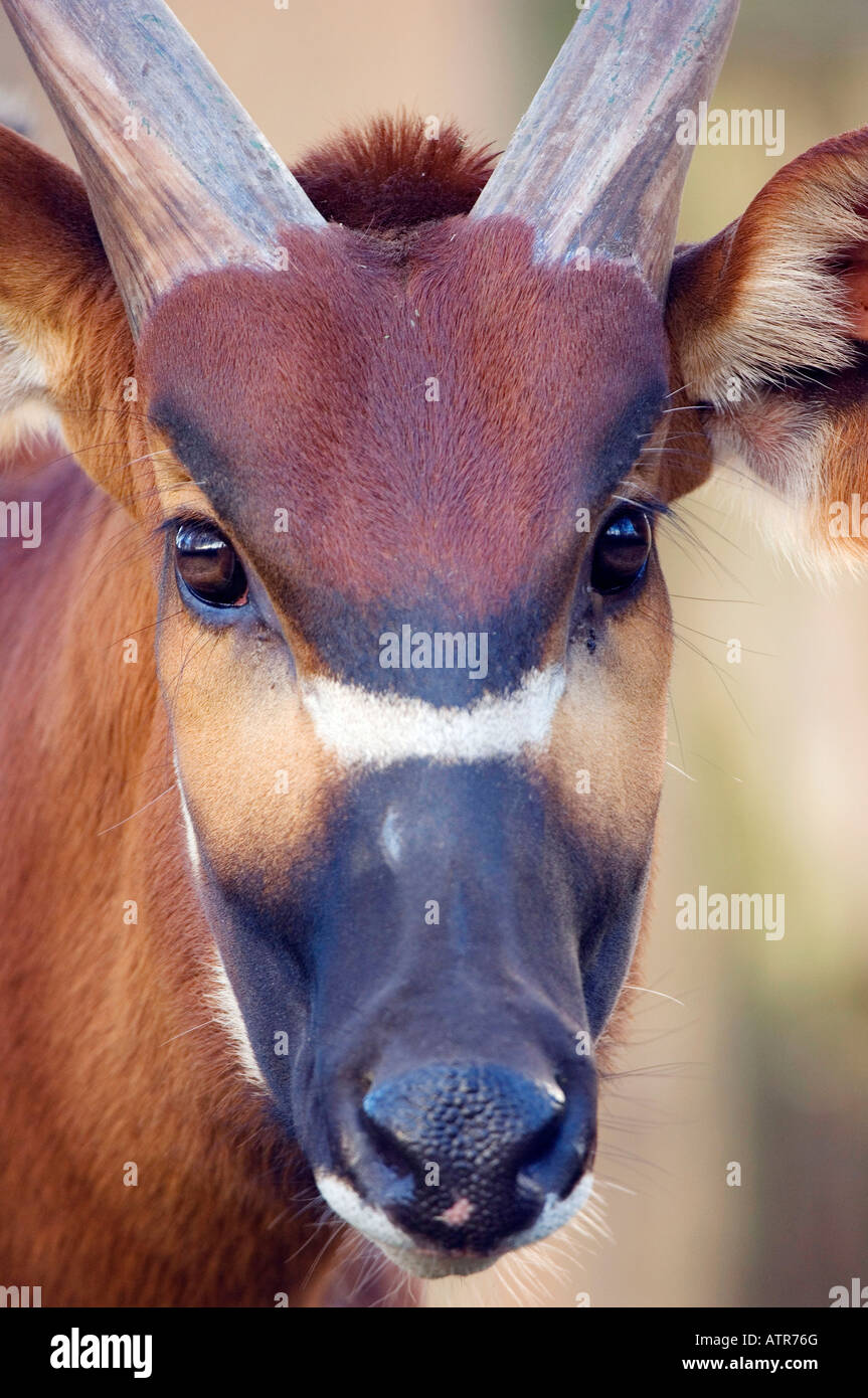 Bongo portrait hi-res stock photography and images - Alamy