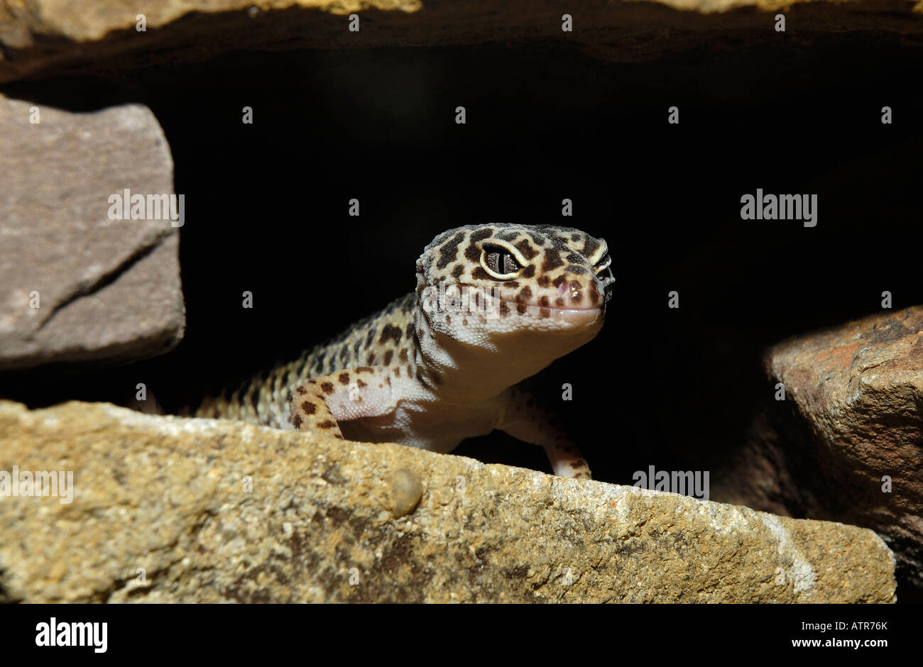 Adult leopard gecko hi-res stock photography and images - Alamy
