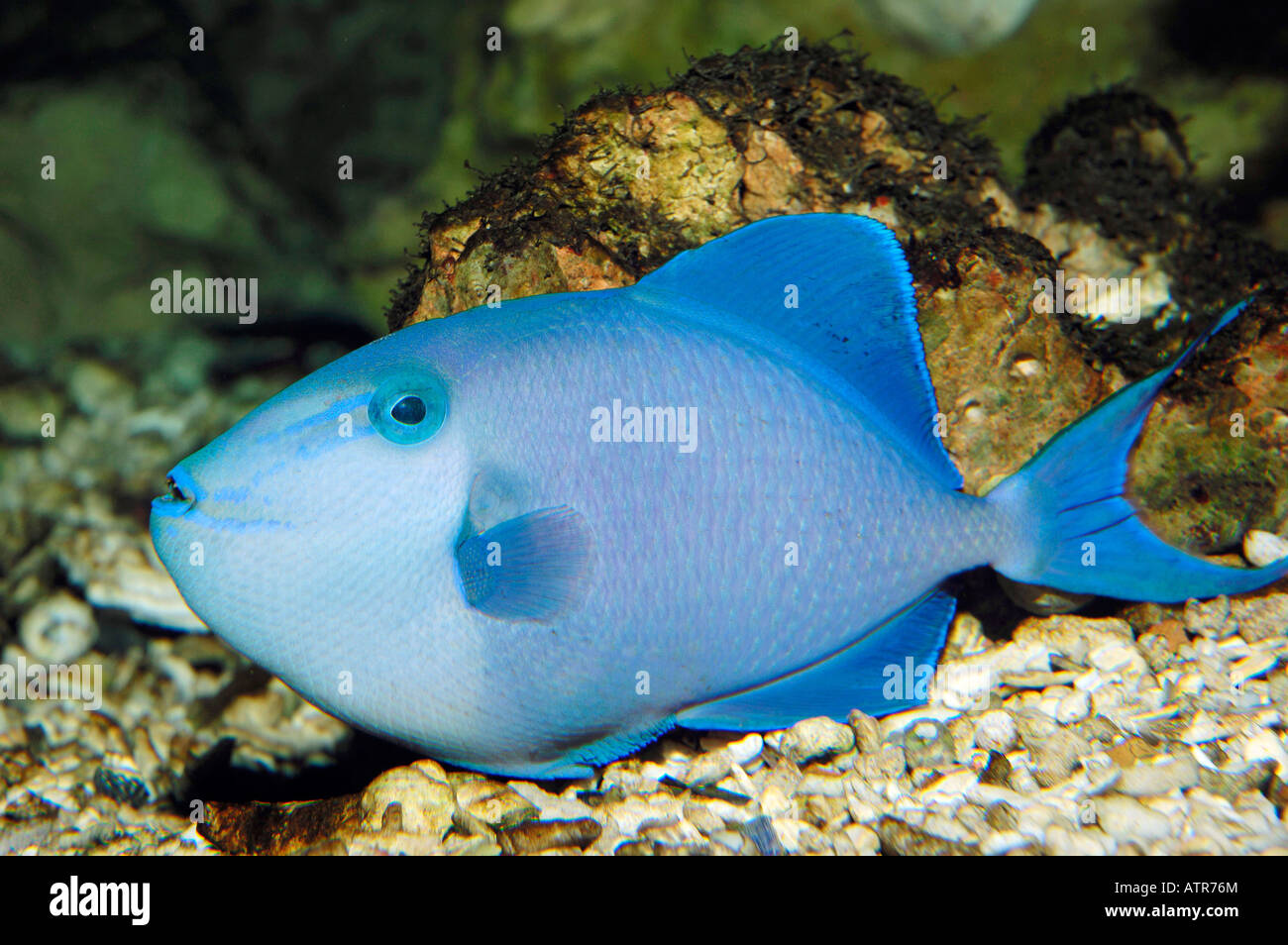Redtooth triggerfish hi-res stock photography and images - Alamy