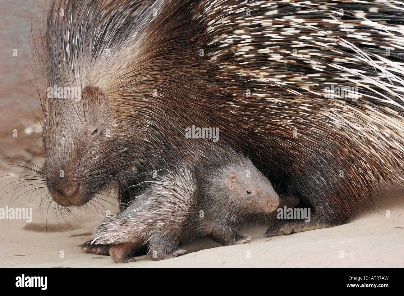 Indian crested porcupine hystrix leucura hi-res stock photography and ...