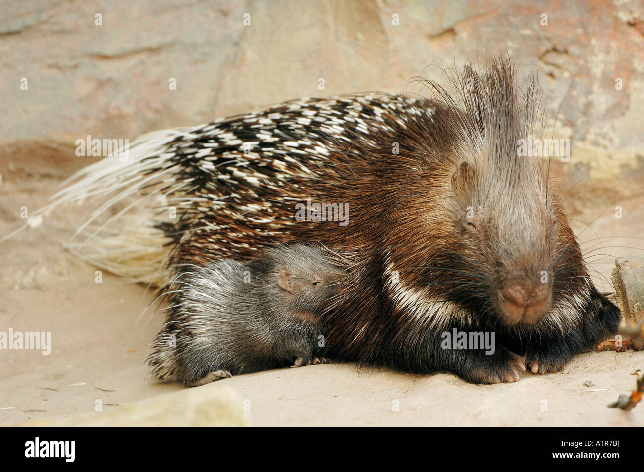 Indian crested porcupine hystrix leucura hi-res stock photography and ...