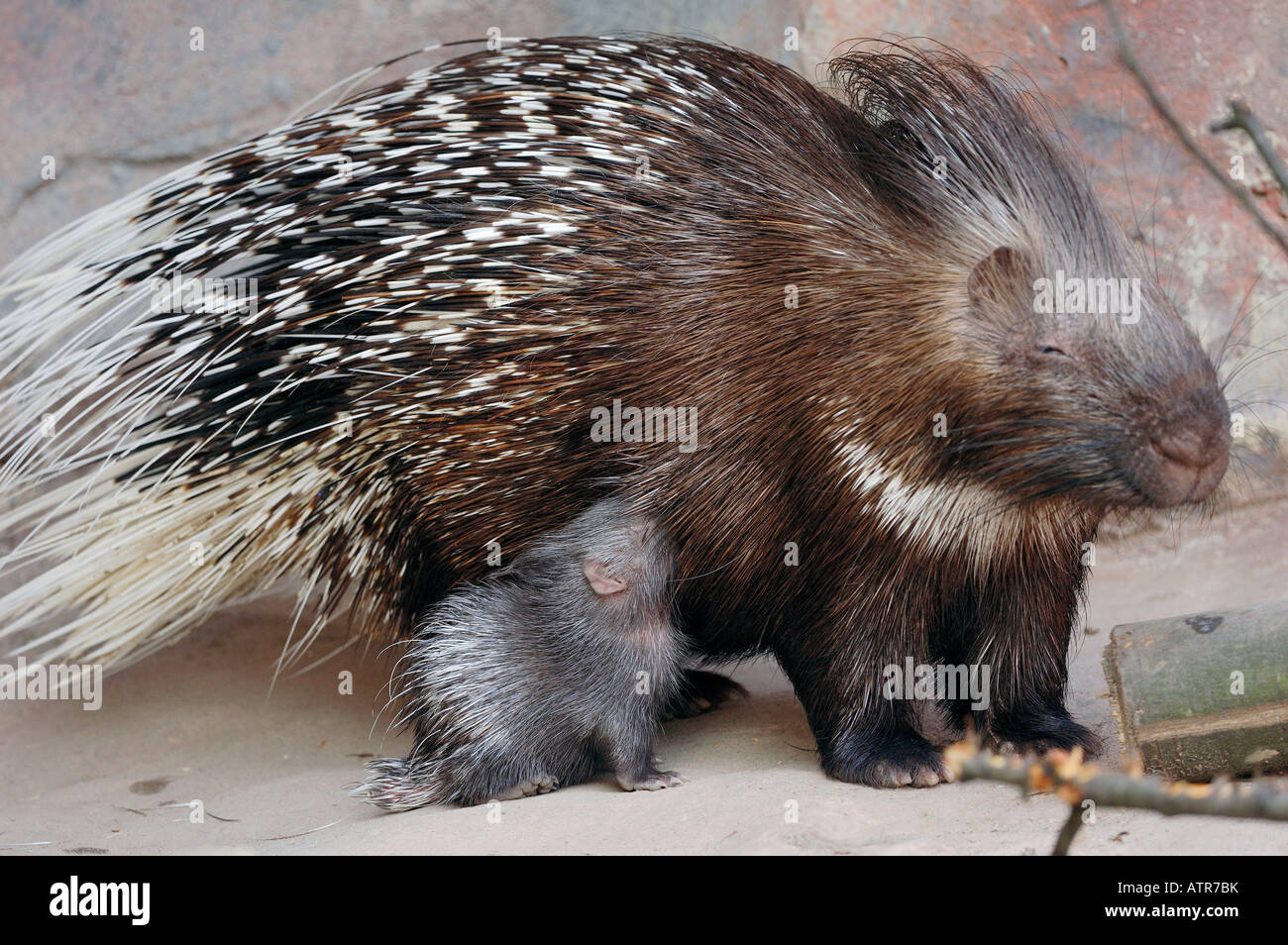 Indian crested porcupine hystrix leucura hi-res stock photography and ...