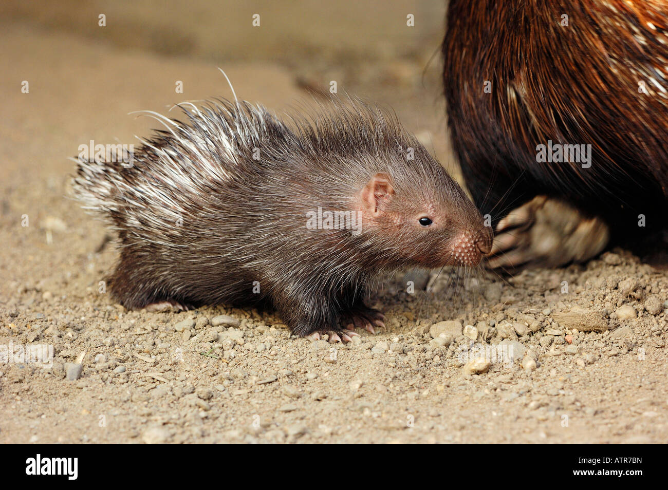 Indian crested porcupine hystrix leucura hi-res stock photography and ...