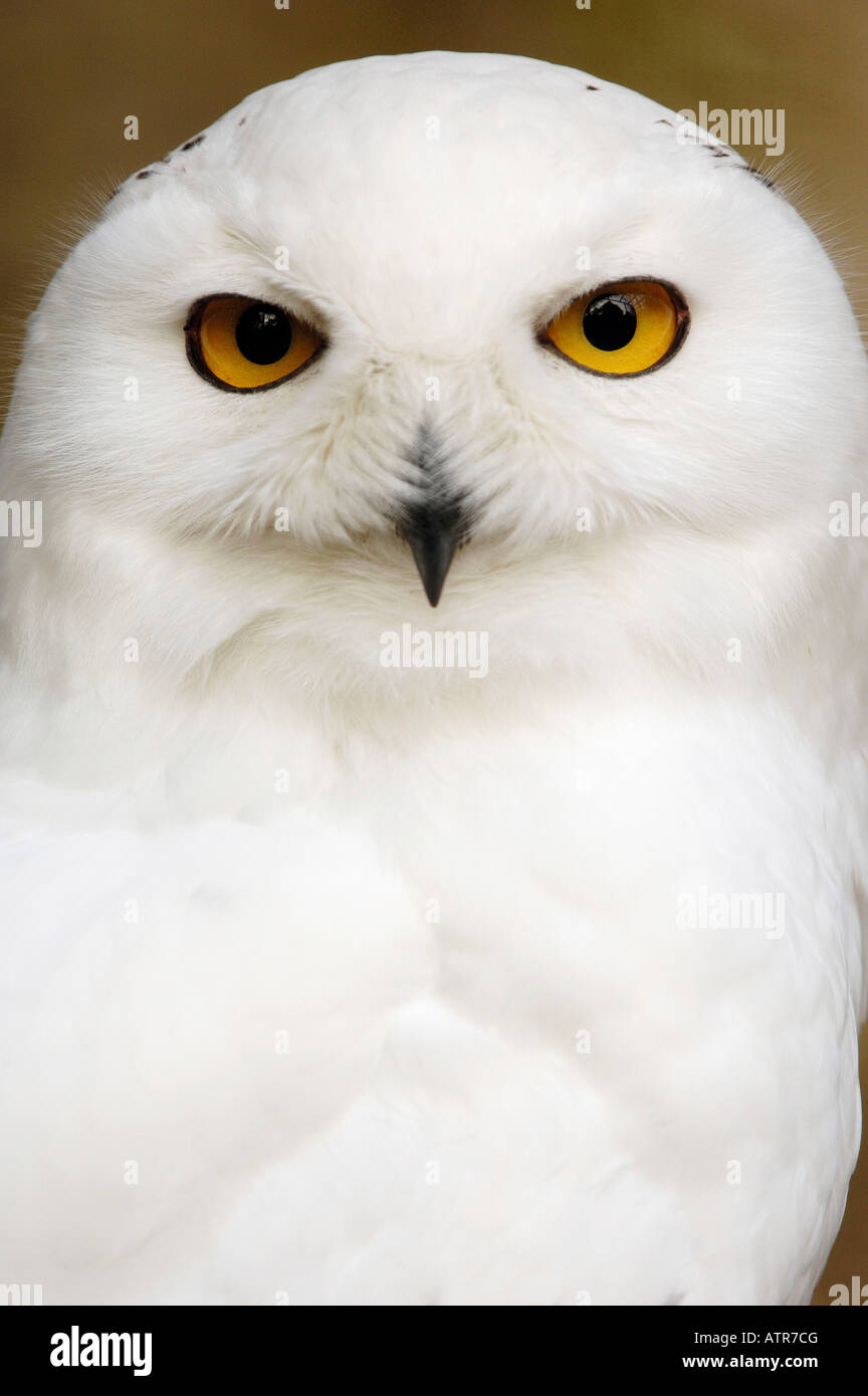 Male snowy owls hi-res stock photography and images - Alamy
