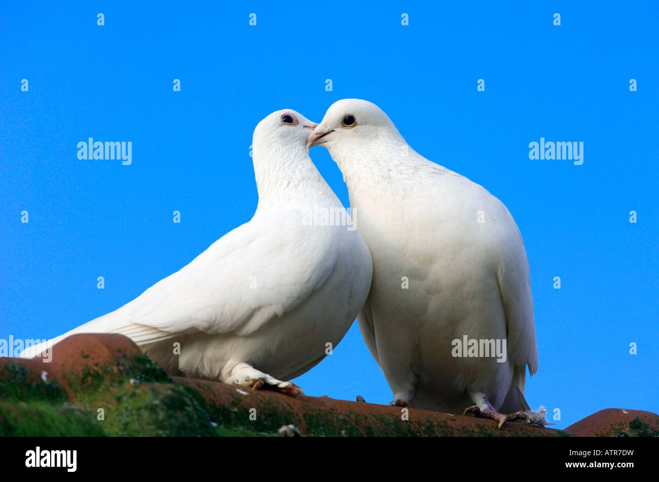 Yellow Fantail Pigeon