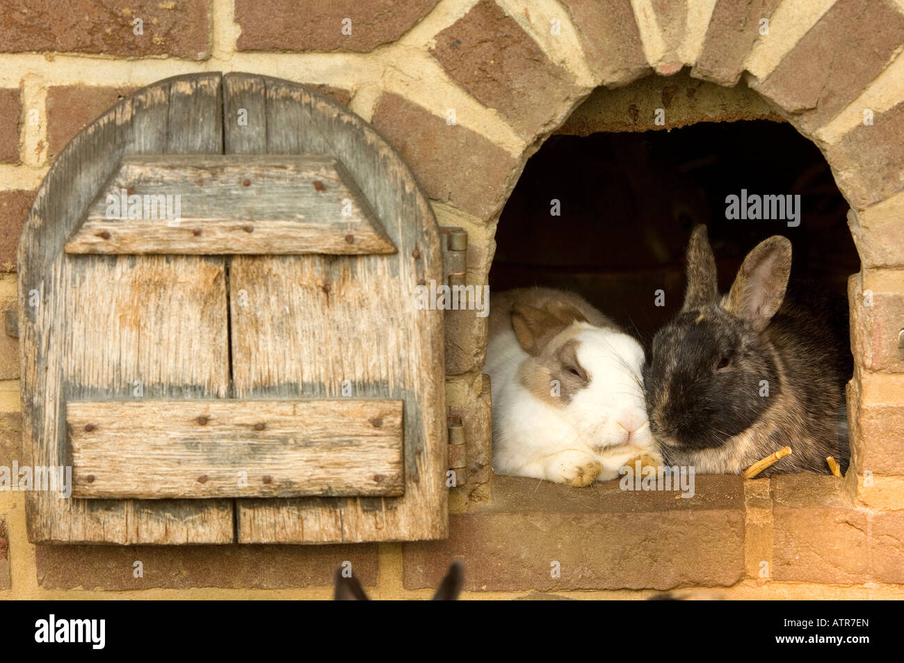 Rabbits stable hi-res stock photography and images - Alamy