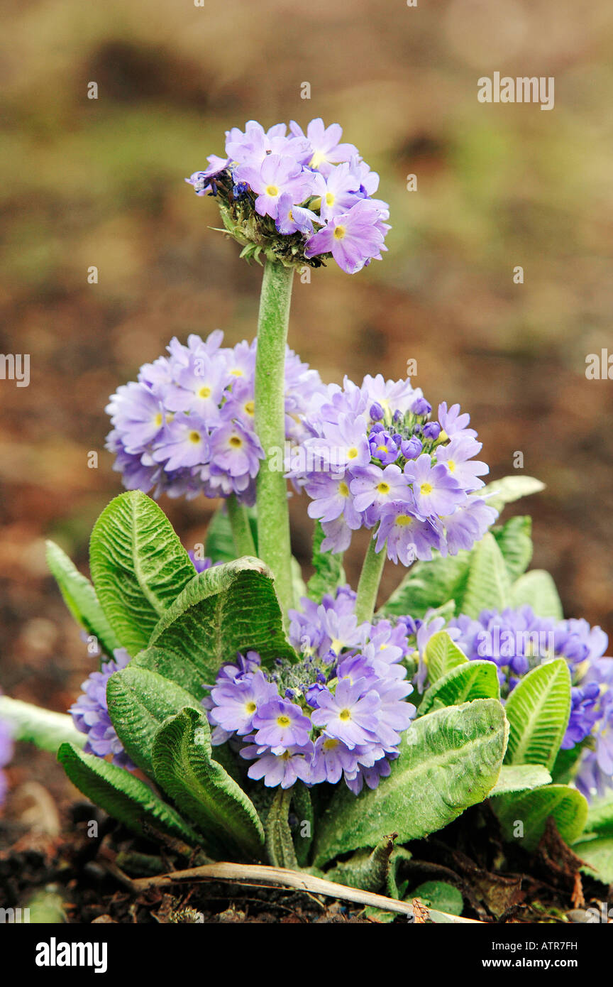 Himalayan primrose hi-res stock photography and images - Alamy