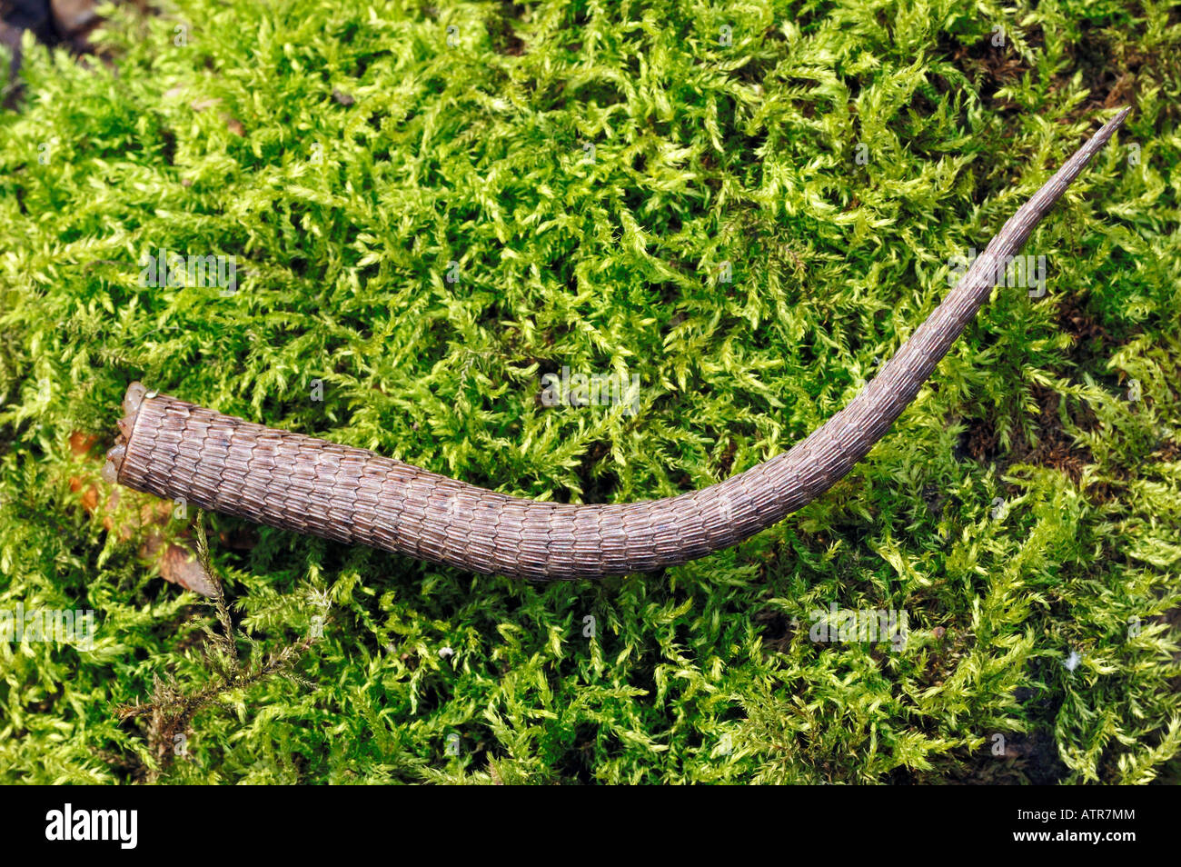 Lizard tail off hi-res stock photography and images - Alamy