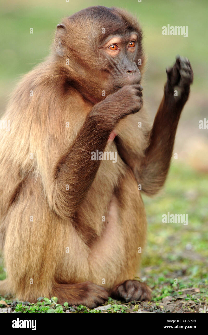 Theropithecus gelada eating hi-res stock photography and images - Alamy