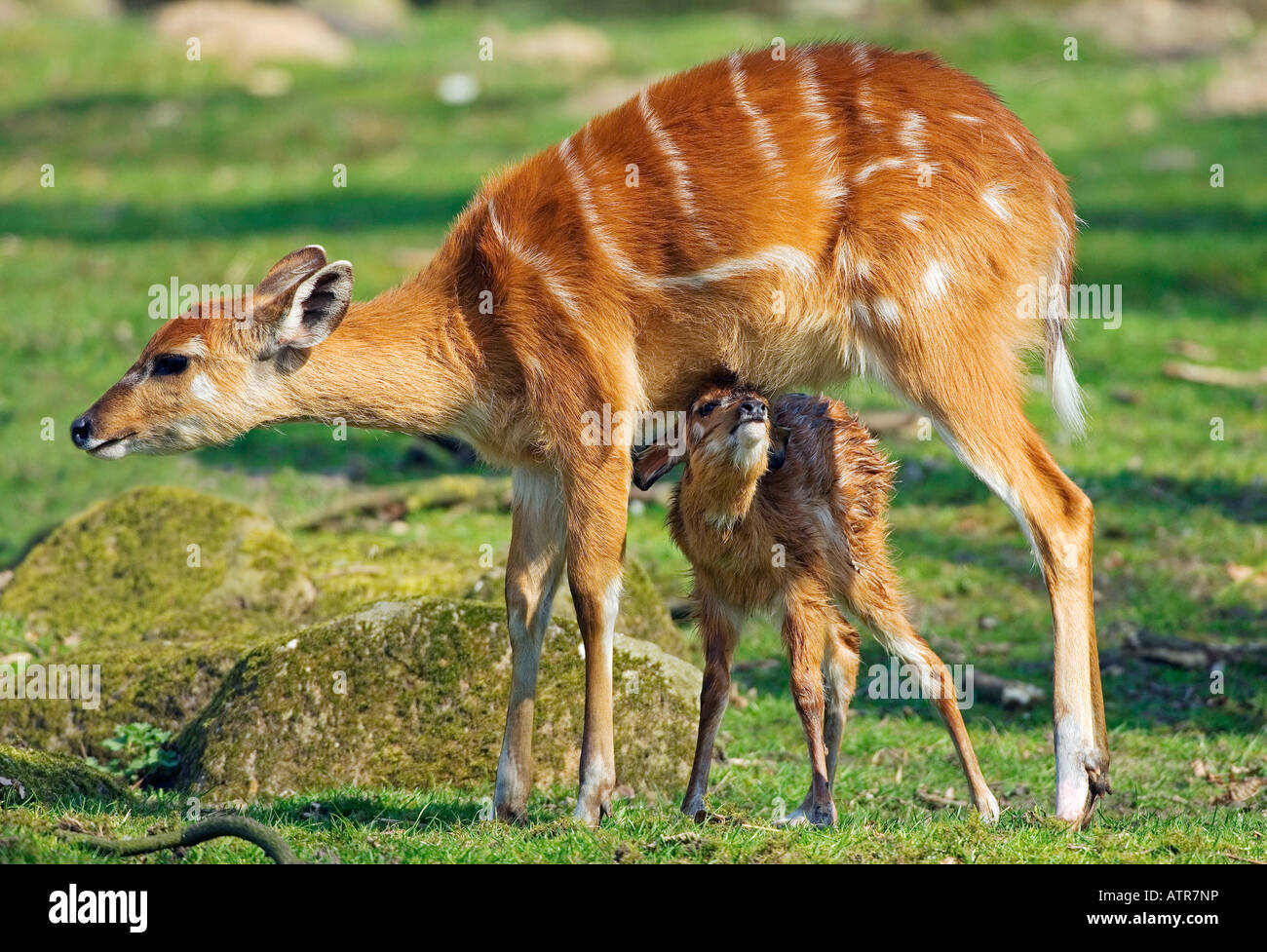 Two sitatunga hi-res stock photography and images - Alamy