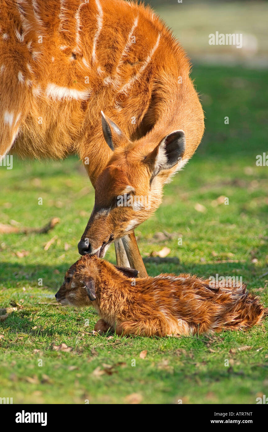Sitatunga lying hi-res stock photography and images - Alamy