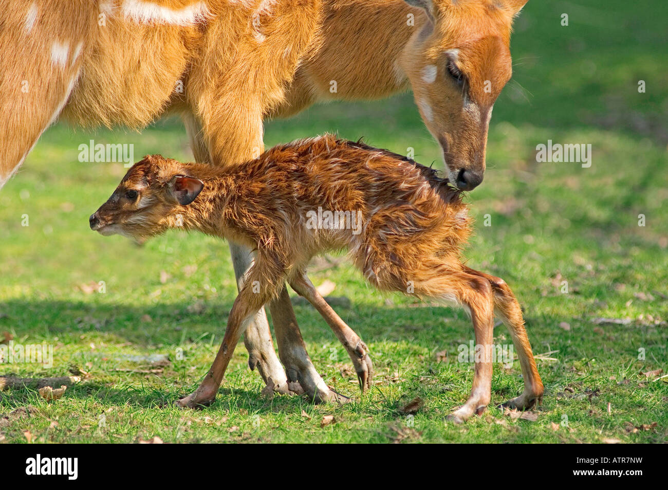 Two sitatunga hi-res stock photography and images - Alamy