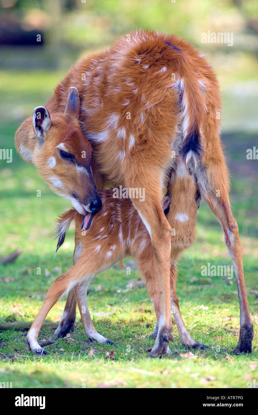 Two sitatunga hi-res stock photography and images - Alamy