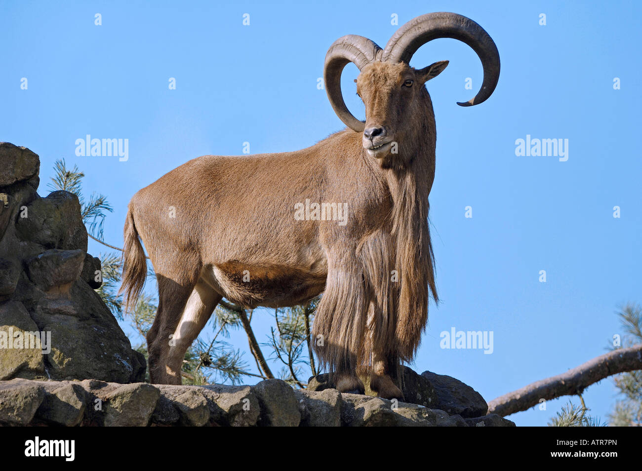 Barbary Sheep Male High Resolution Stock Photography and Images - Alamy