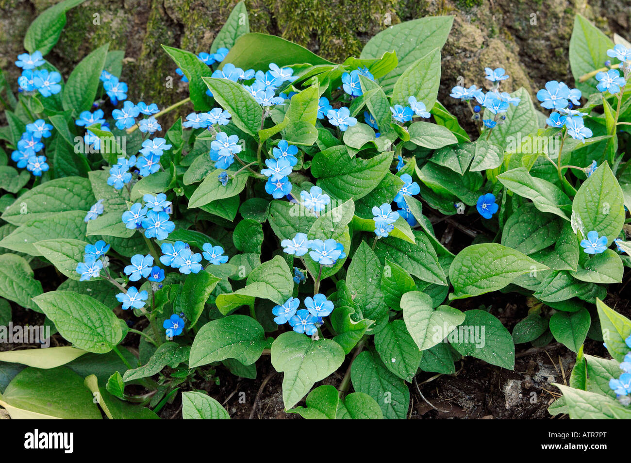 Creeping forget me not hi-res stock photography and images - Alamy