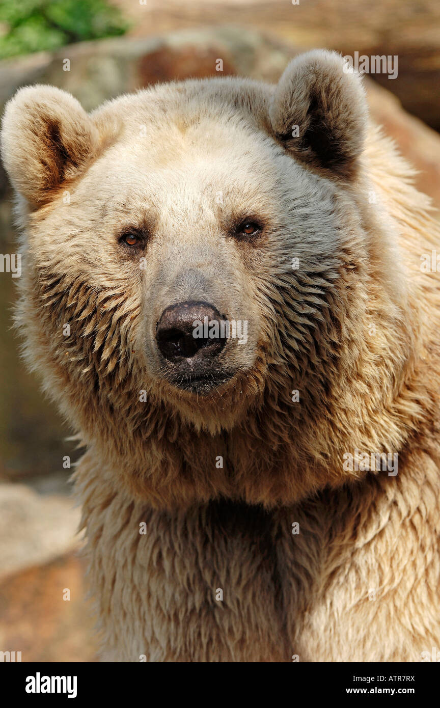 Syrian brown bear ursus arctos syriacus hi-res stock photography and ...