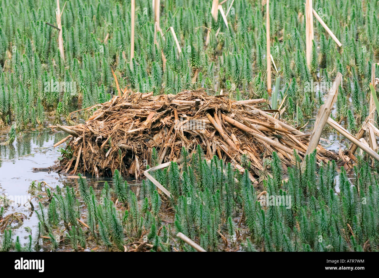Muskrat den hi-res stock photography and images - Alamy