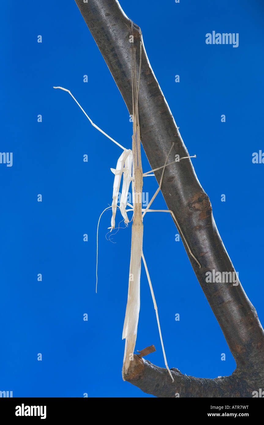 Pink Winged Stick Insect Stock Photo - Alamy