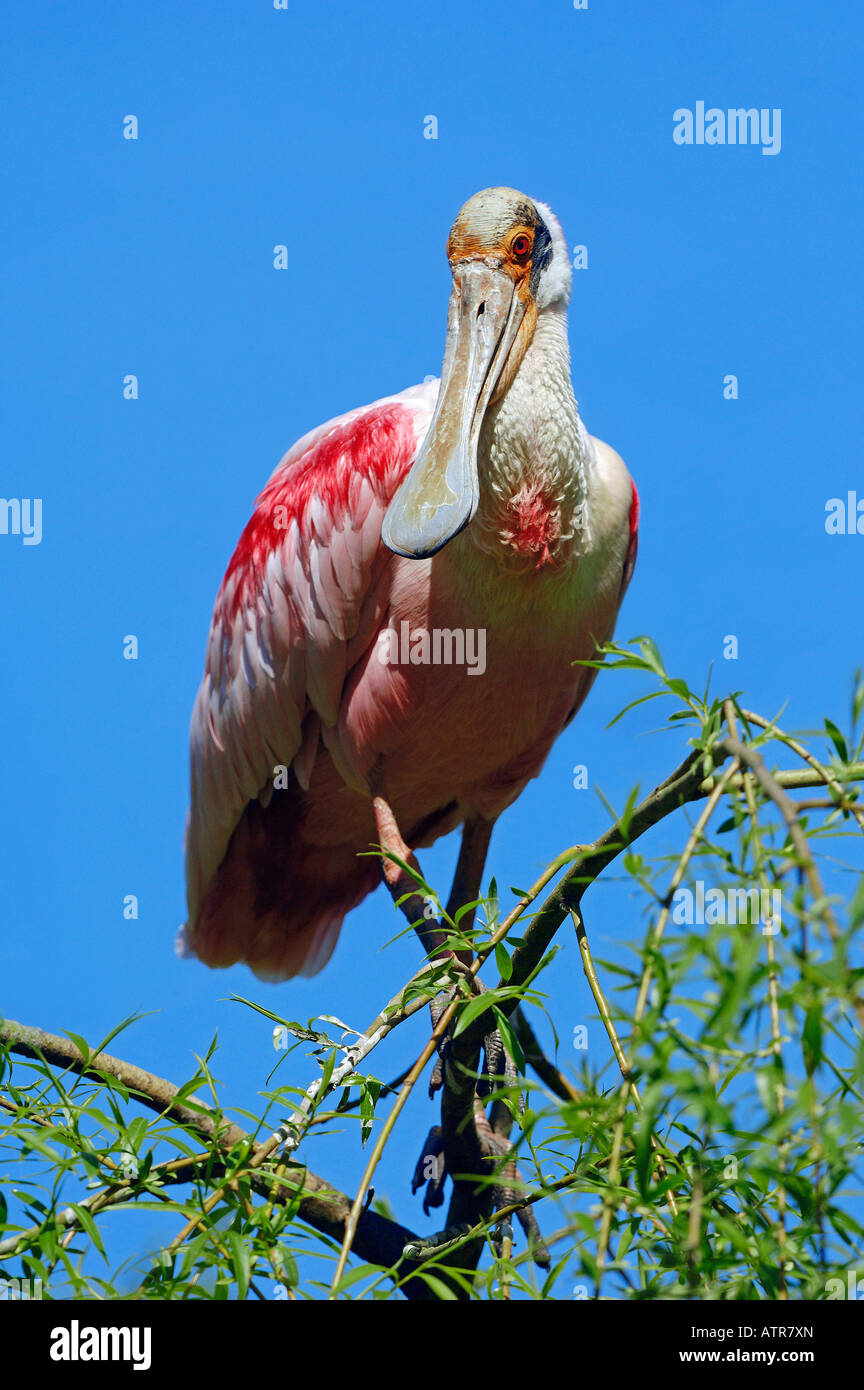 Roseate spoonbill ajaia standing hi-res stock photography and images ...