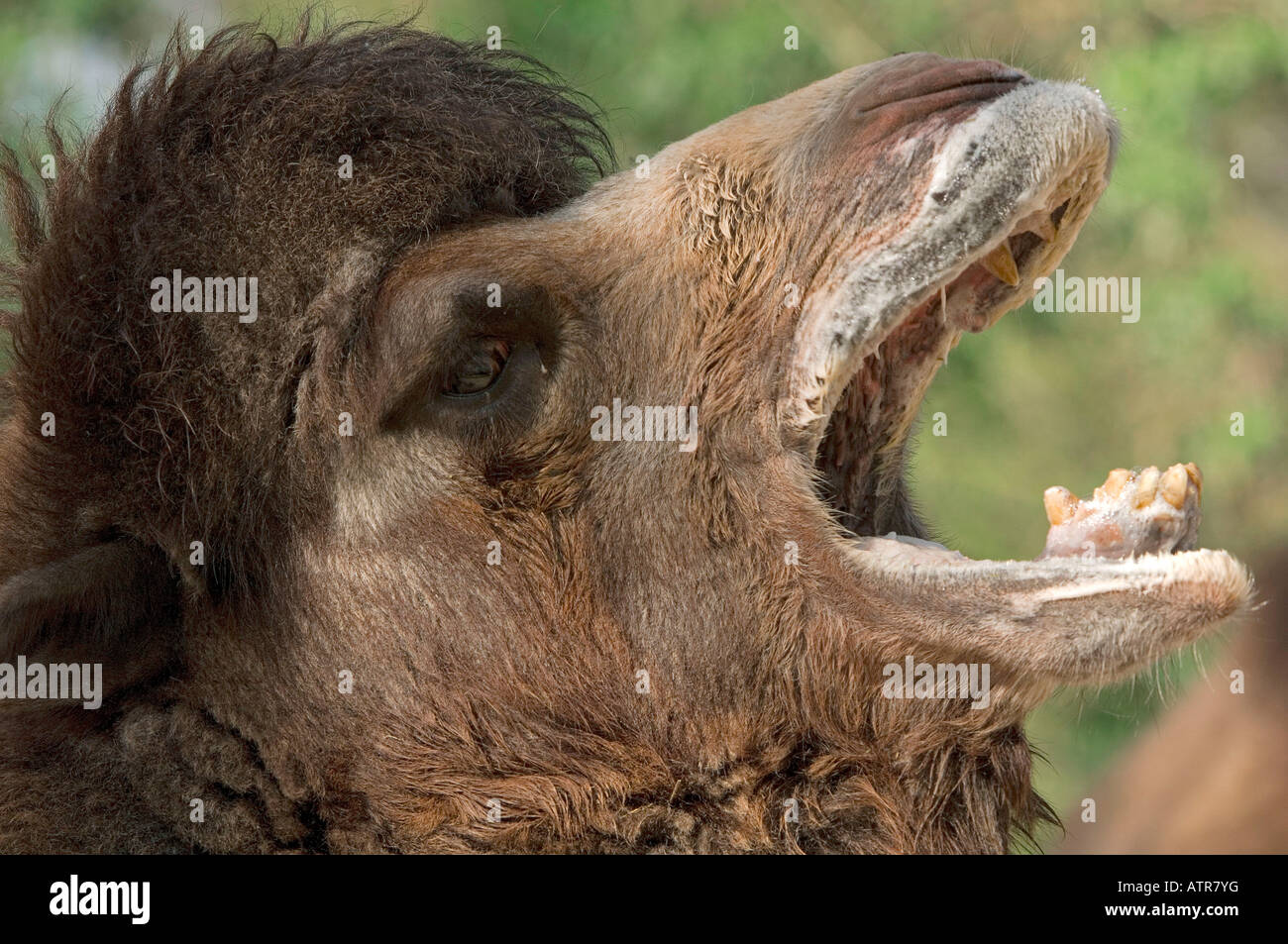 Camel yawning hi-res stock photography and images - Alamy