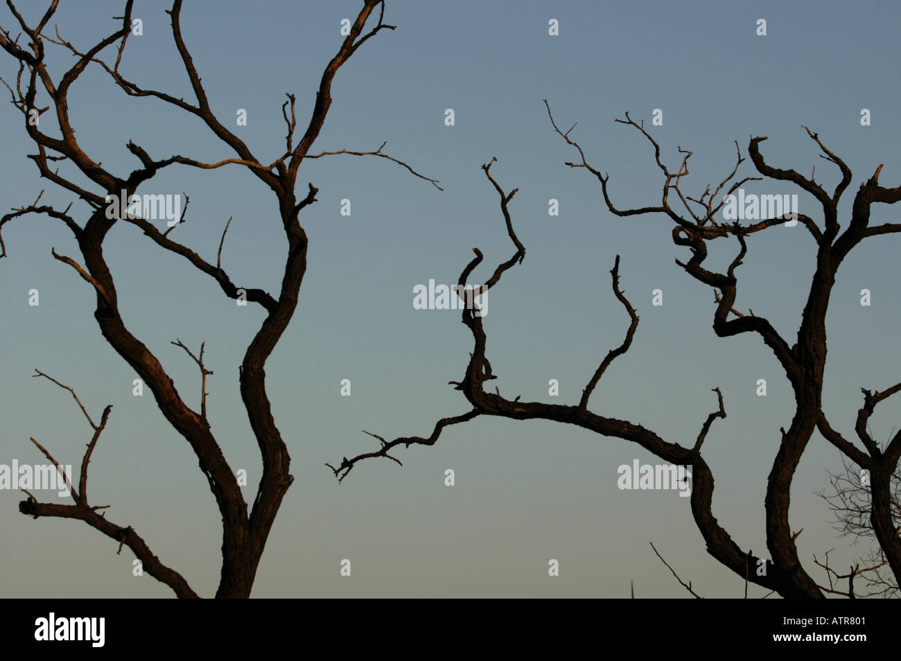 Tree die rotten hi-res stock photography and images - Alamy