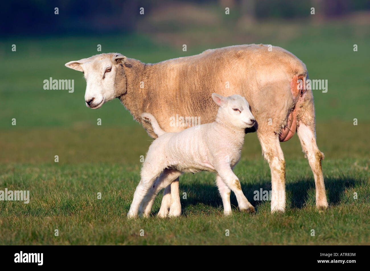 Sheep stretching hi-res stock photography and images - Alamy